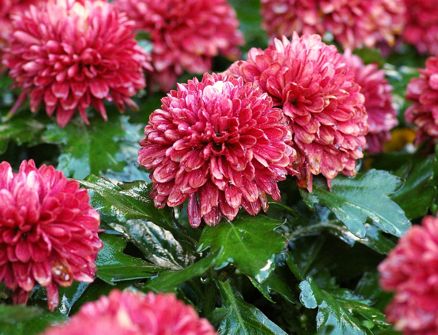 The Scottish Botanist Who Was Brave Enough To Steal Tea Secrets From ...