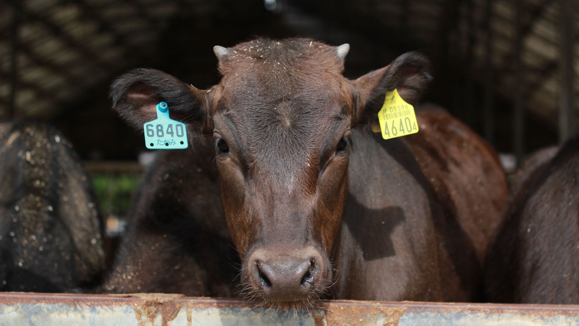 20 Infamous Trade Wars Throughout History - HistorySnob