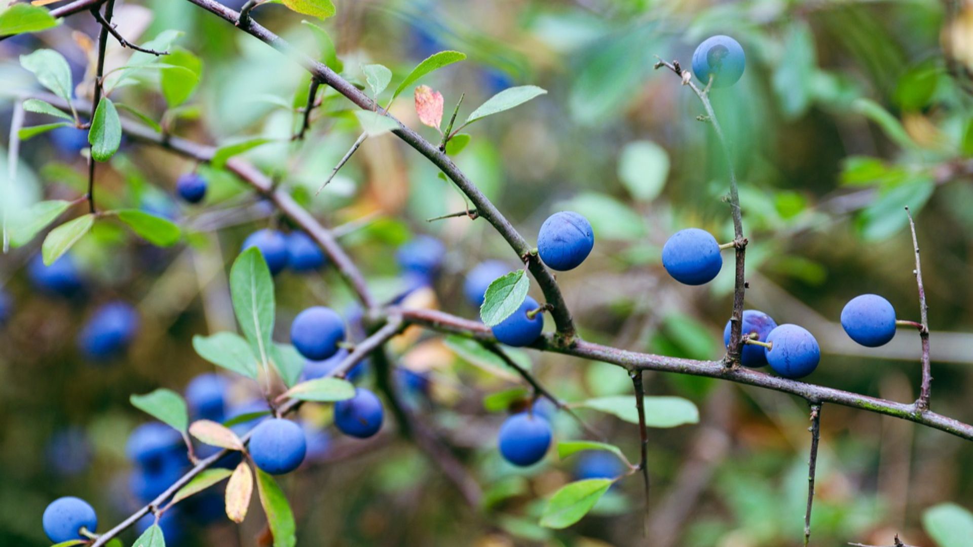 20 Facts About Prehistoric Humans - HistorySnob