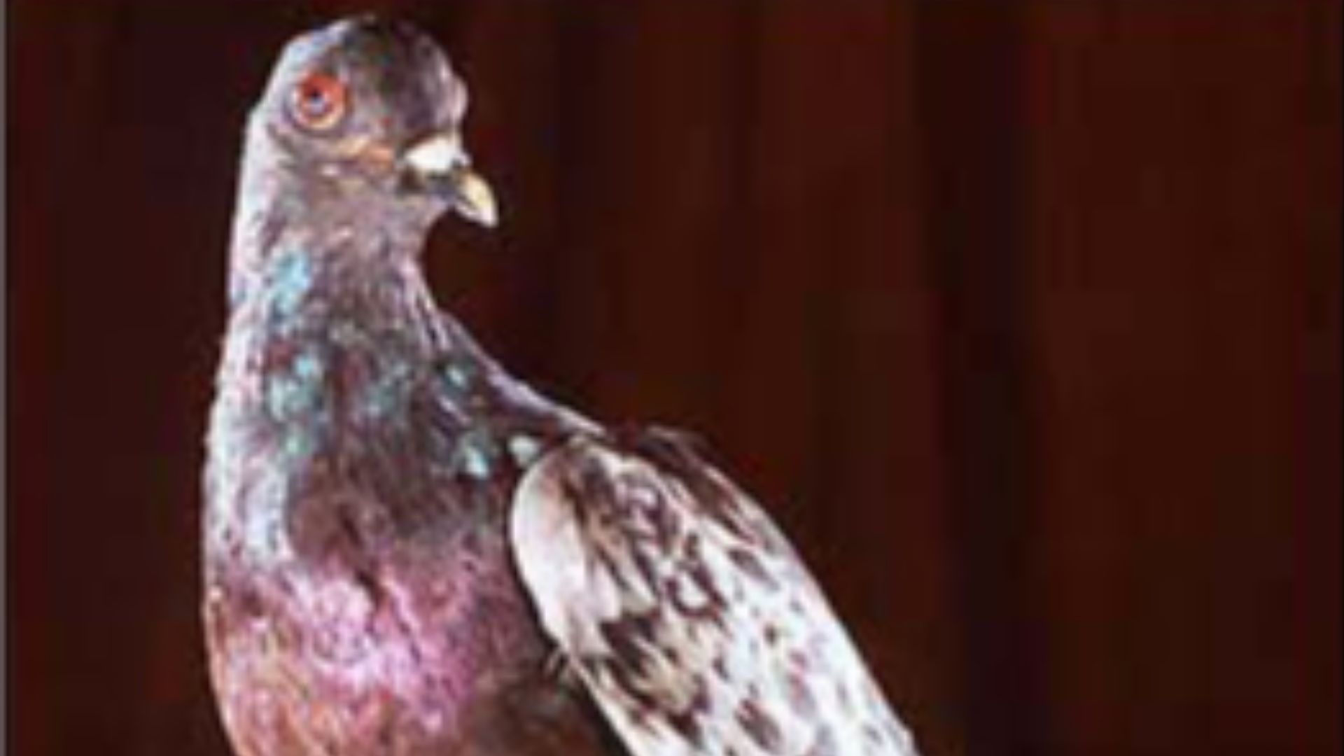 20 Animals That Changed History As We Know It - HistorySnob