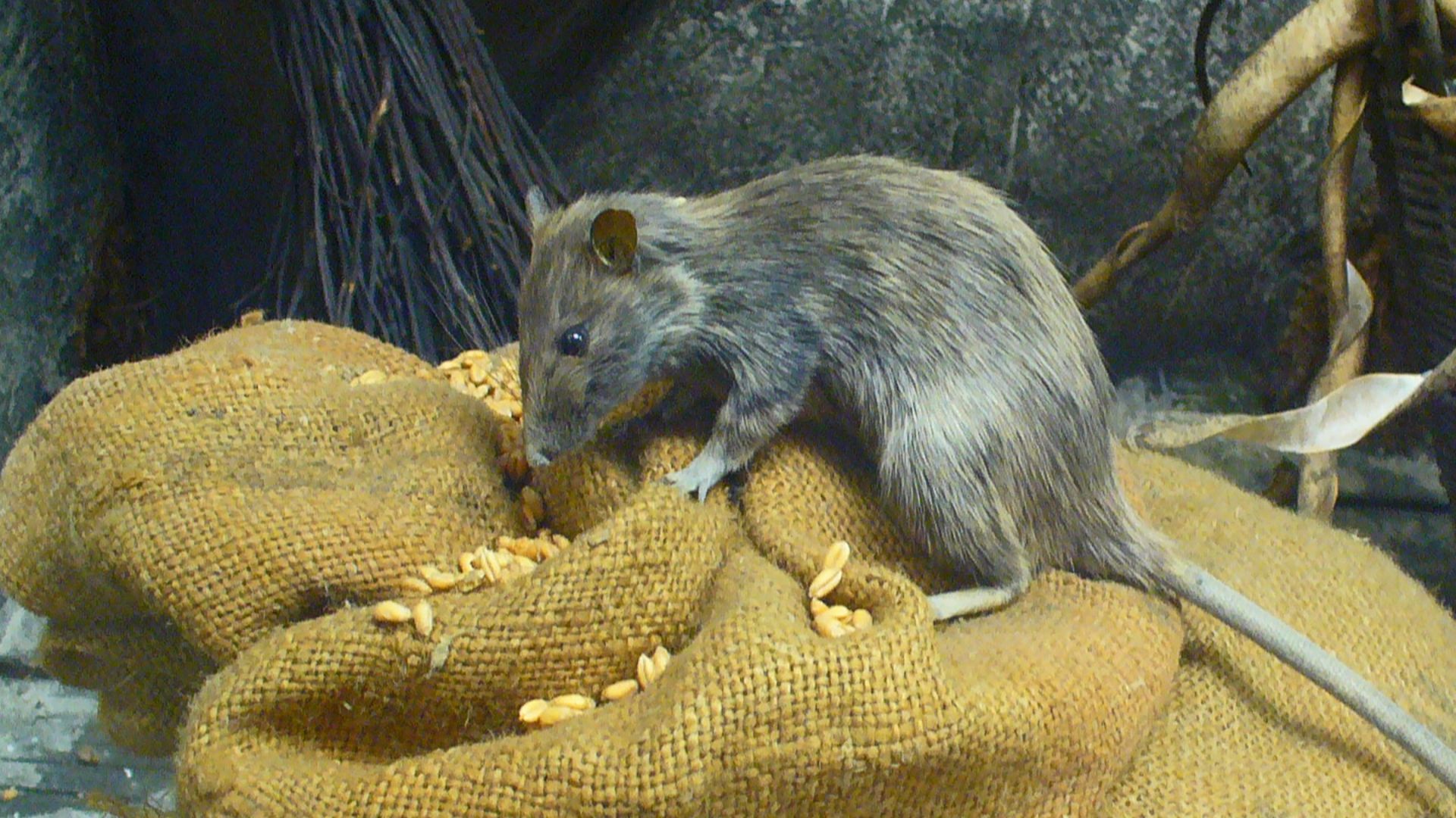 20 Animals That Changed History As We Know It - HistorySnob