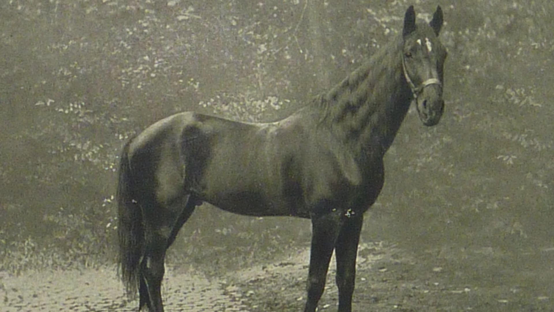 20 Animals That Changed History As We Know It - HistorySnob