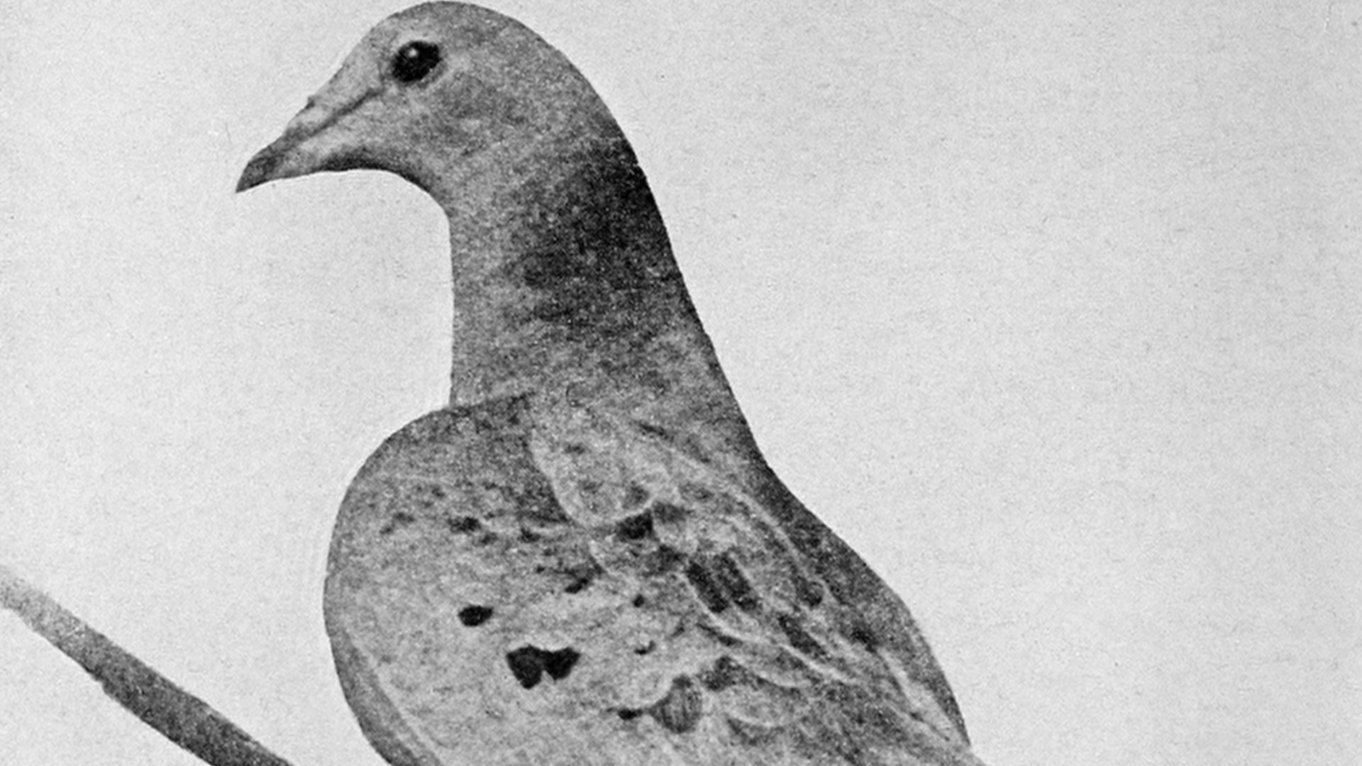 20 Animals That Changed History As We Know It - HistorySnob