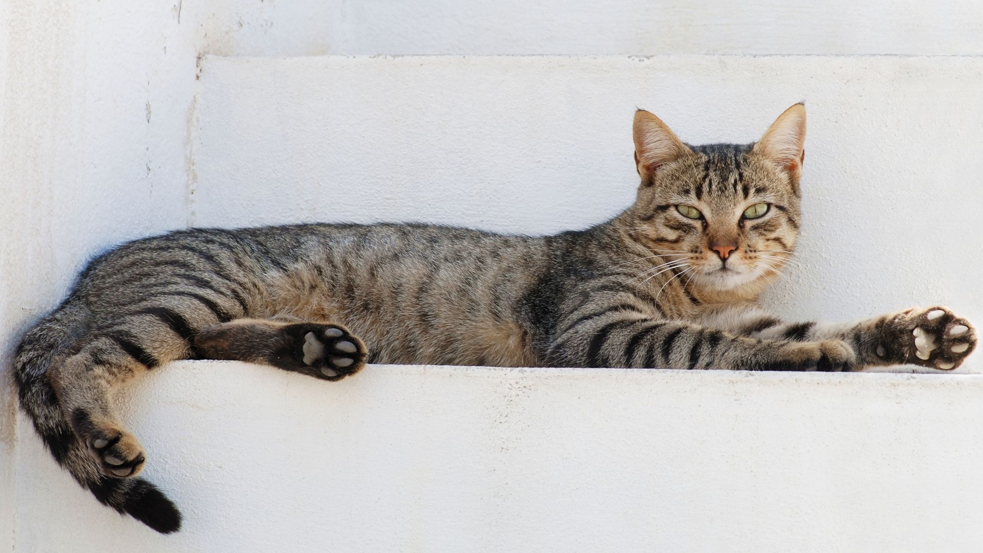 20 Animals That Changed History As We Know It - HistorySnob