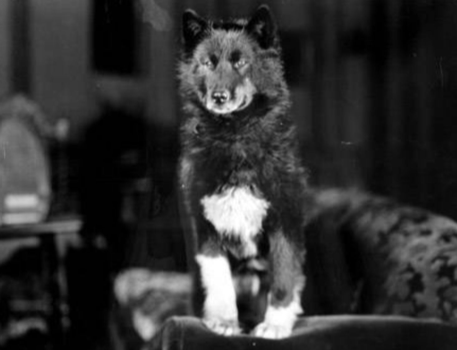 20 Animals That Changed History As We Know It - HistorySnob