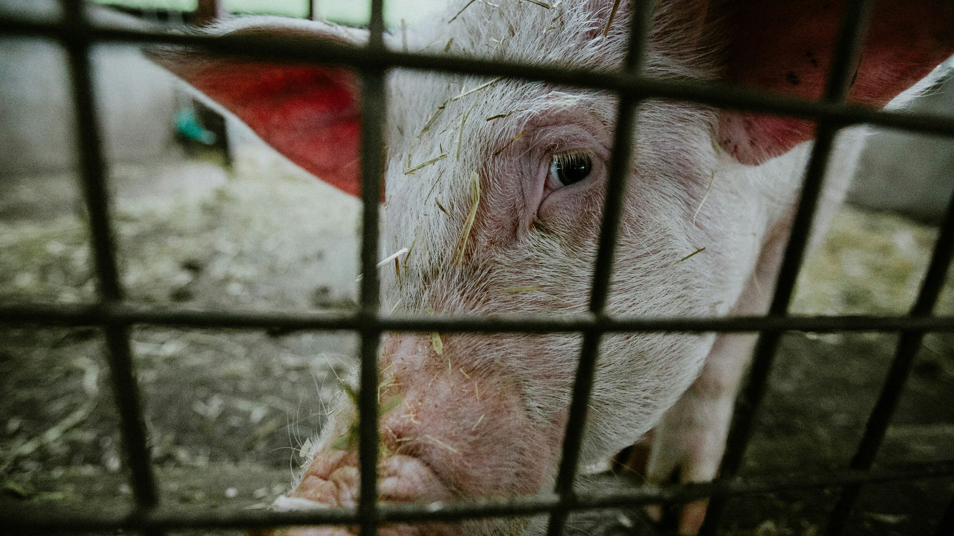 20 Hilarious Slang Terms From The Wild West - HistorySnob