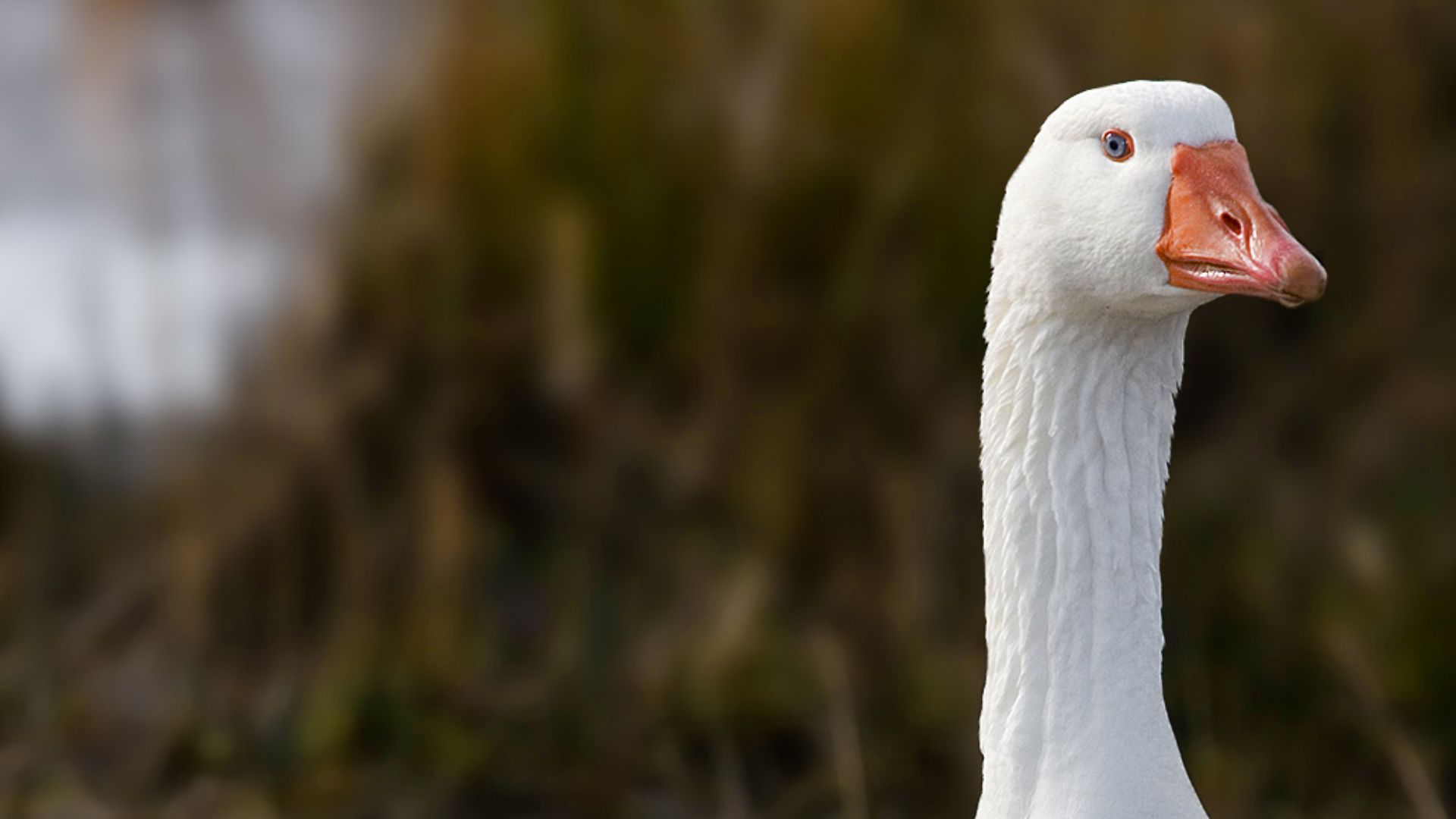 20 Animals That Changed History As We Know It - HistorySnob